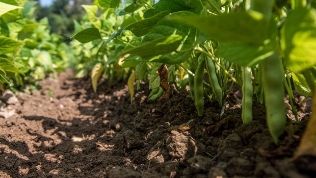 Steckbrief zu Ackerbohnen: Eckpunkte zu Ansprüchen und Anbau ...