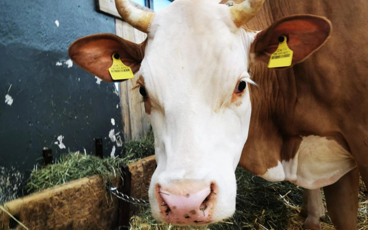 Originale Simmentaler wären gesucht - bauernzeitung.ch | BauernZeitung