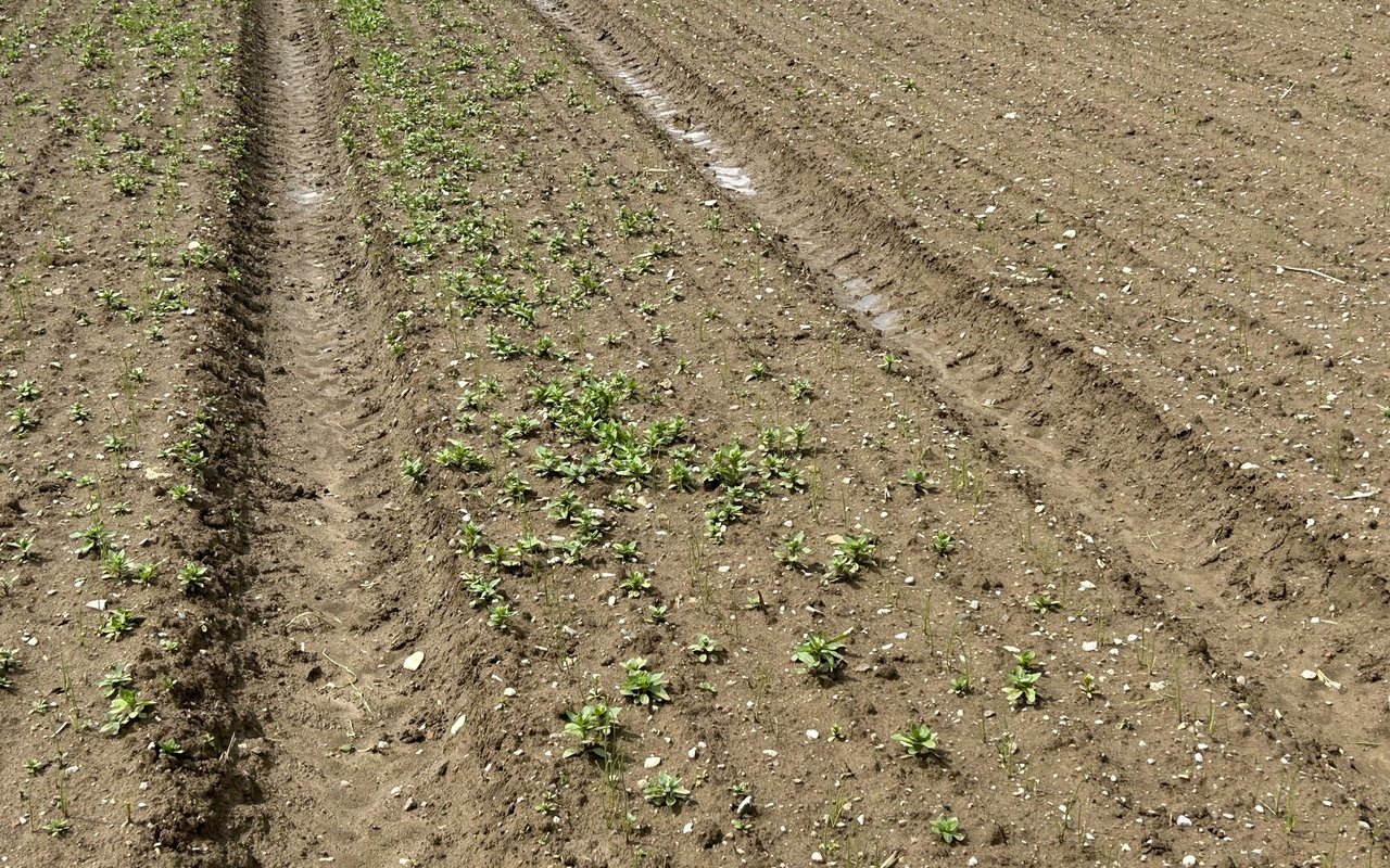 Hubers Gemüsekulturen sind Wind und Wetter ausgesetzt - bauernzeitung.ch | BauernZeitung
