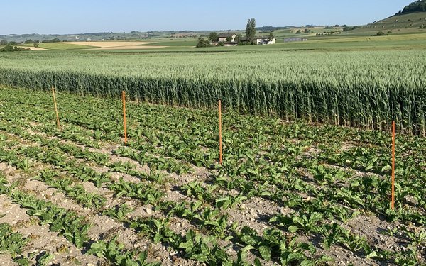 Die Zuckerrüben erhalten einen Wachstumsschub - bauernzeitung.ch | BauernZeitung