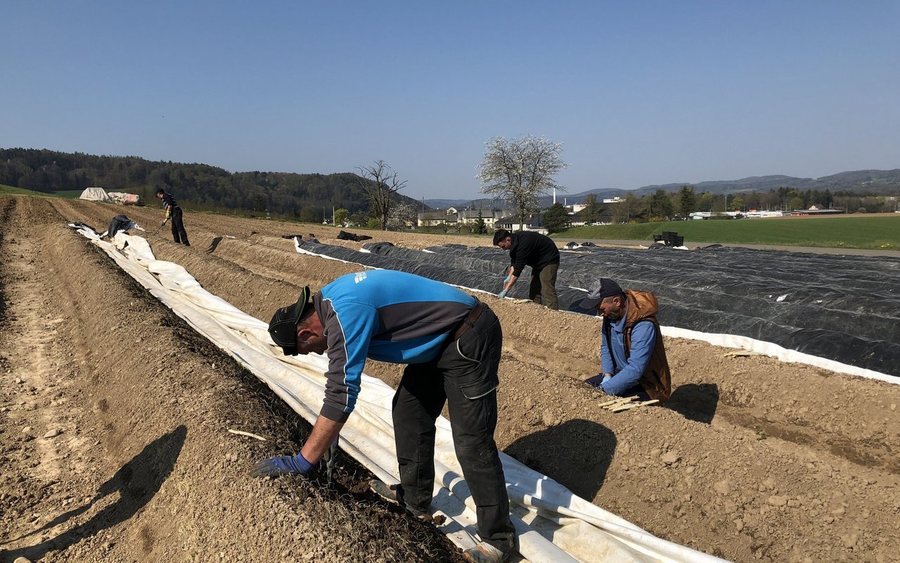 Muster-Normalarbeitsvertrag müsste überarbeitet werden - bauernzeitung.ch | BauernZeitung