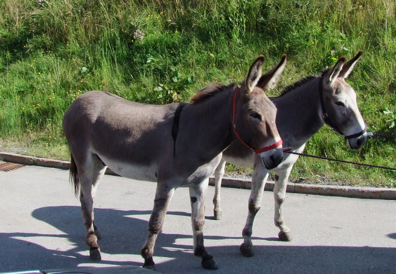 Anhänger kippt in Tunnel: Zwei Esel verletzt - bauernzeitung.ch ...