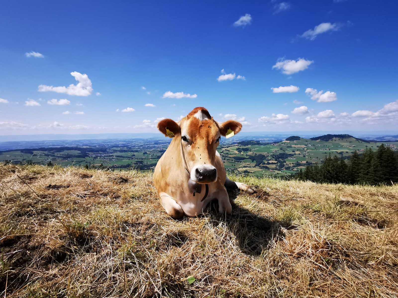 2023 ist das zweitwärmste Jahr seit Messbeginn - bauernzeitung.ch | BauernZeitung
