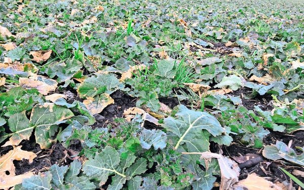 Der Raps und seine Schädlinge erwachen als Erstes aus dem Winterschlaf ...