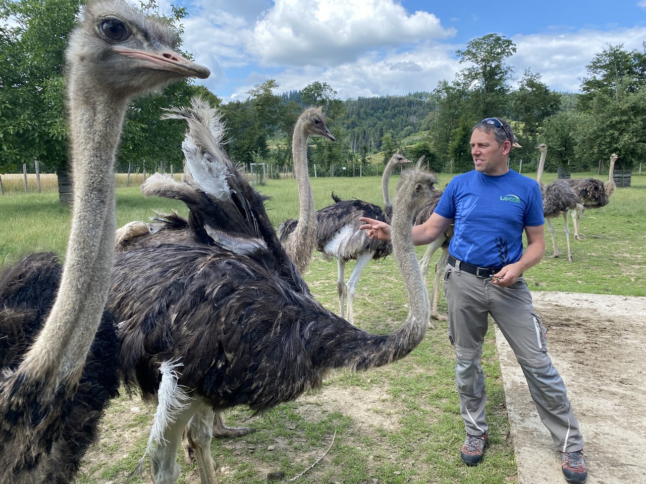 Straussenfarm: Für das begehrte Fleisch gibt es selbst unmoralische ...