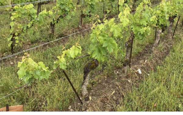 Immer häufiger haben Reben N-Mangel – so beurteilen Sie die Versorgung ...