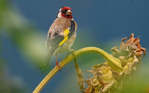 Der Stieglitz – ein farbenfroher und ruffreudiger Fink - bauernzeitung ...
