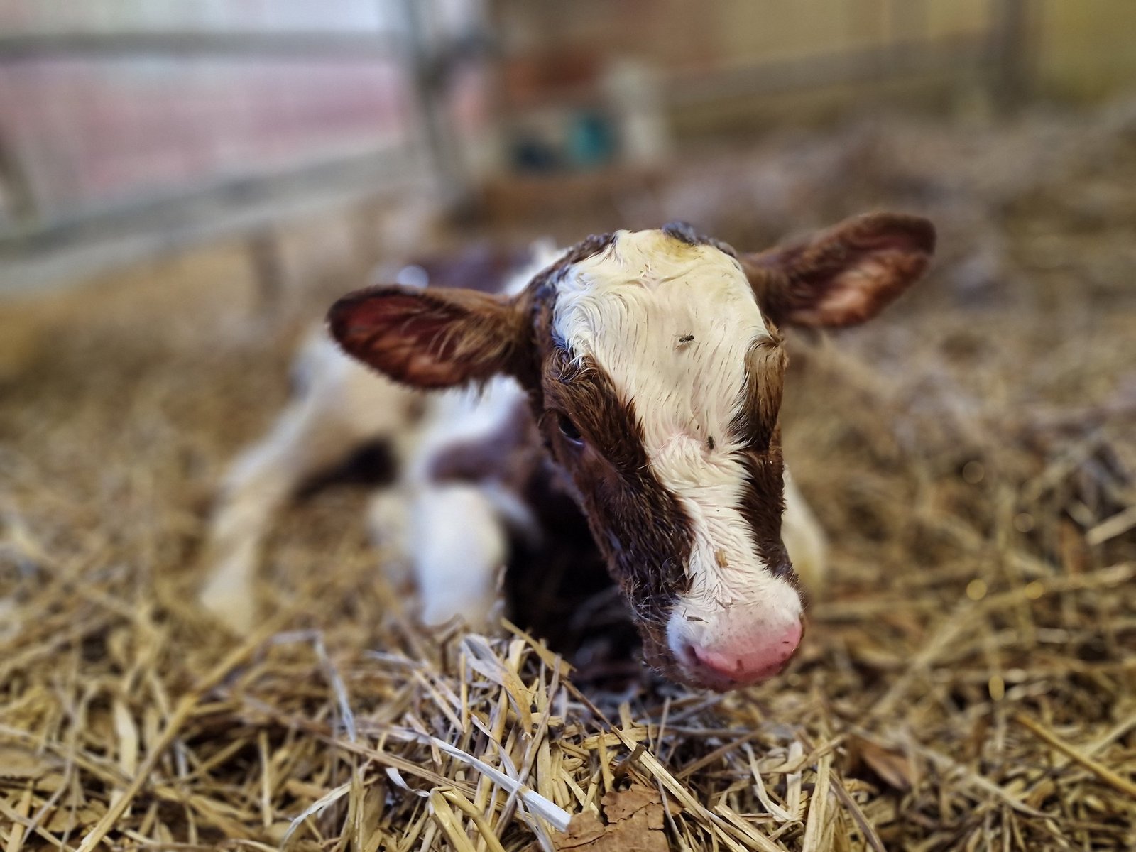 Zum ersten Mal erkrankt ein Kalb in der Schweiz an EHD - bauernzeitung ...