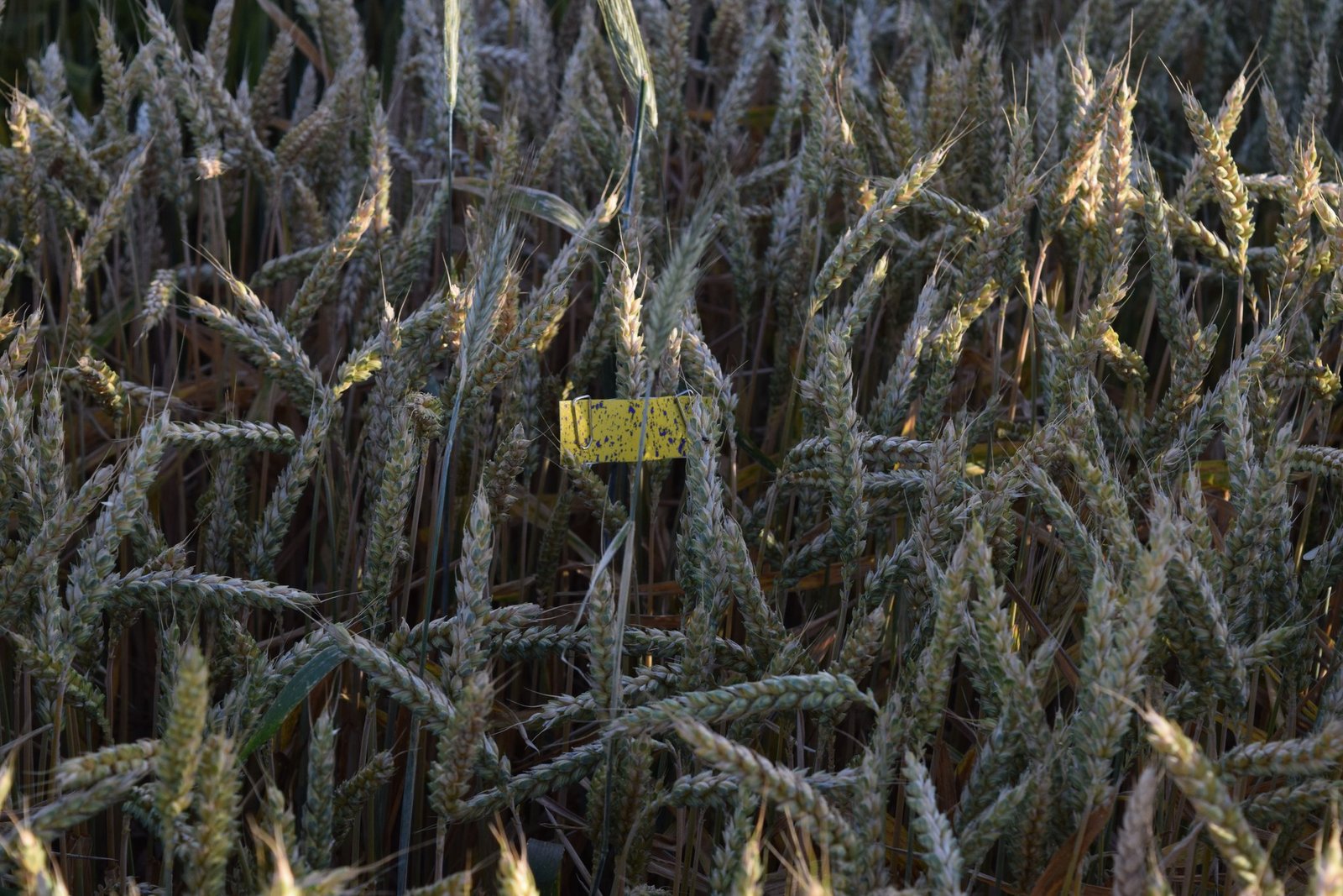 Appenzell Innerrhoden will den Ackerbau im Kanton etablieren - bauernzeitung.ch | BauernZeitung