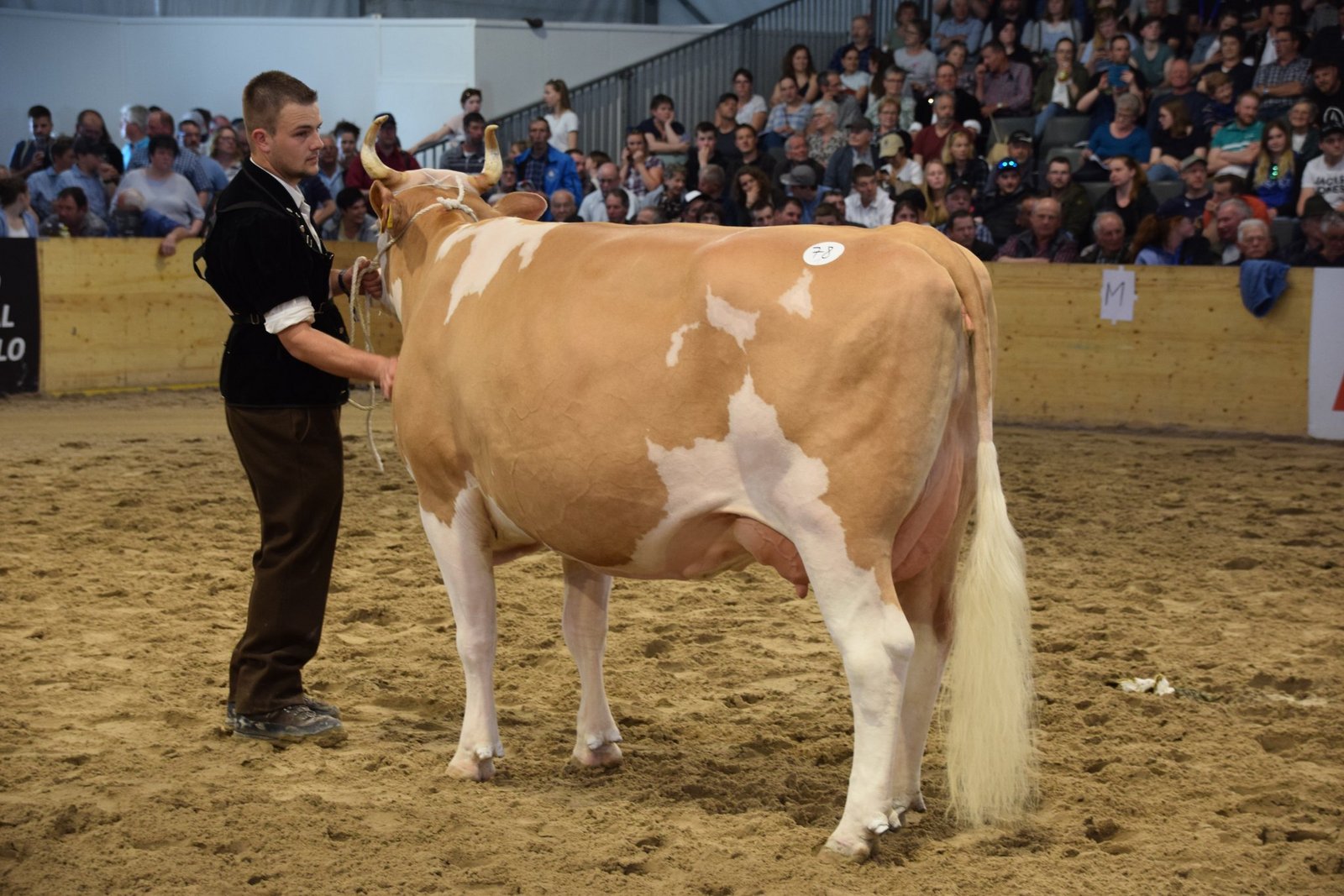 Hans Gerbers Benita wird Simmentaler-Kuh des Jahres - bauernzeitung.ch ...