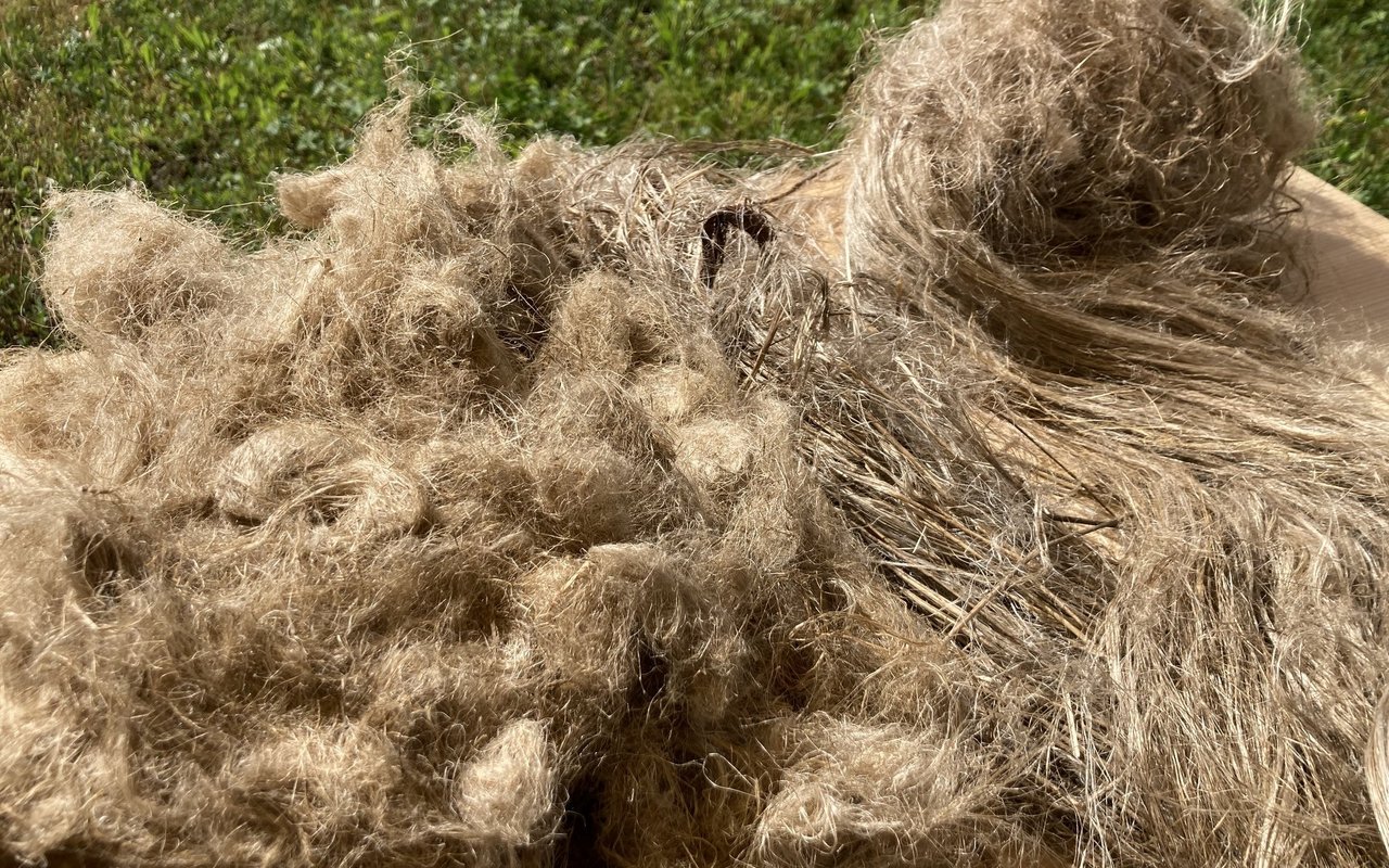 Slow Fashion mit Schweizer Flachs - bauernzeitung.ch | BauernZeitung
