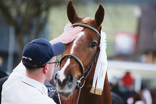 Freibergerzucht: «Neid hat Cartoon du Padoc besiegt» - bauernzeitung.ch ...