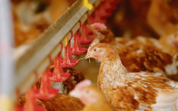 Die Eierpreise müssen steigen - bauernzeitung.ch | BauernZeitung