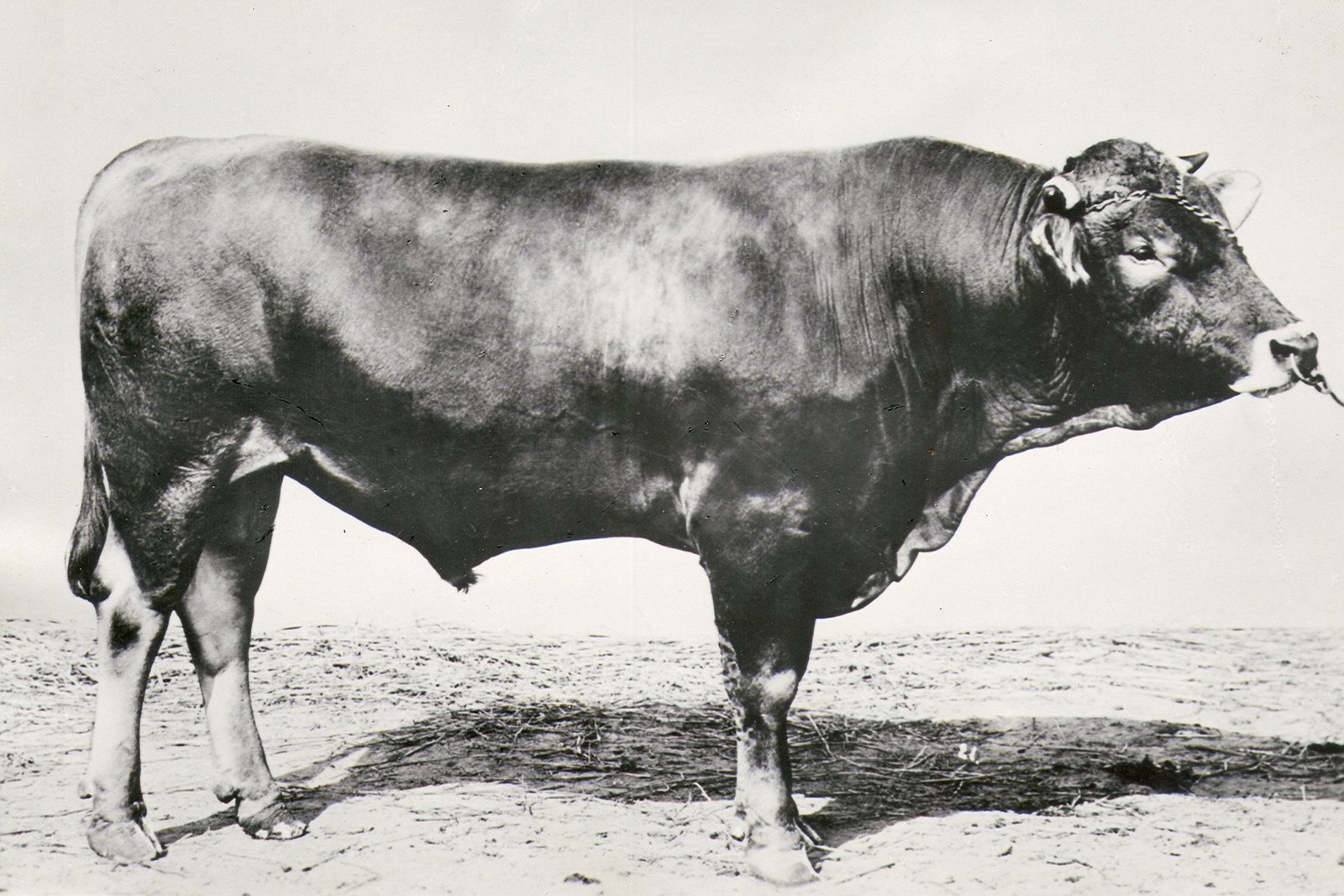 Die Anfänge von Braunvieh Schweiz - bauernzeitung.ch | BauernZeitung