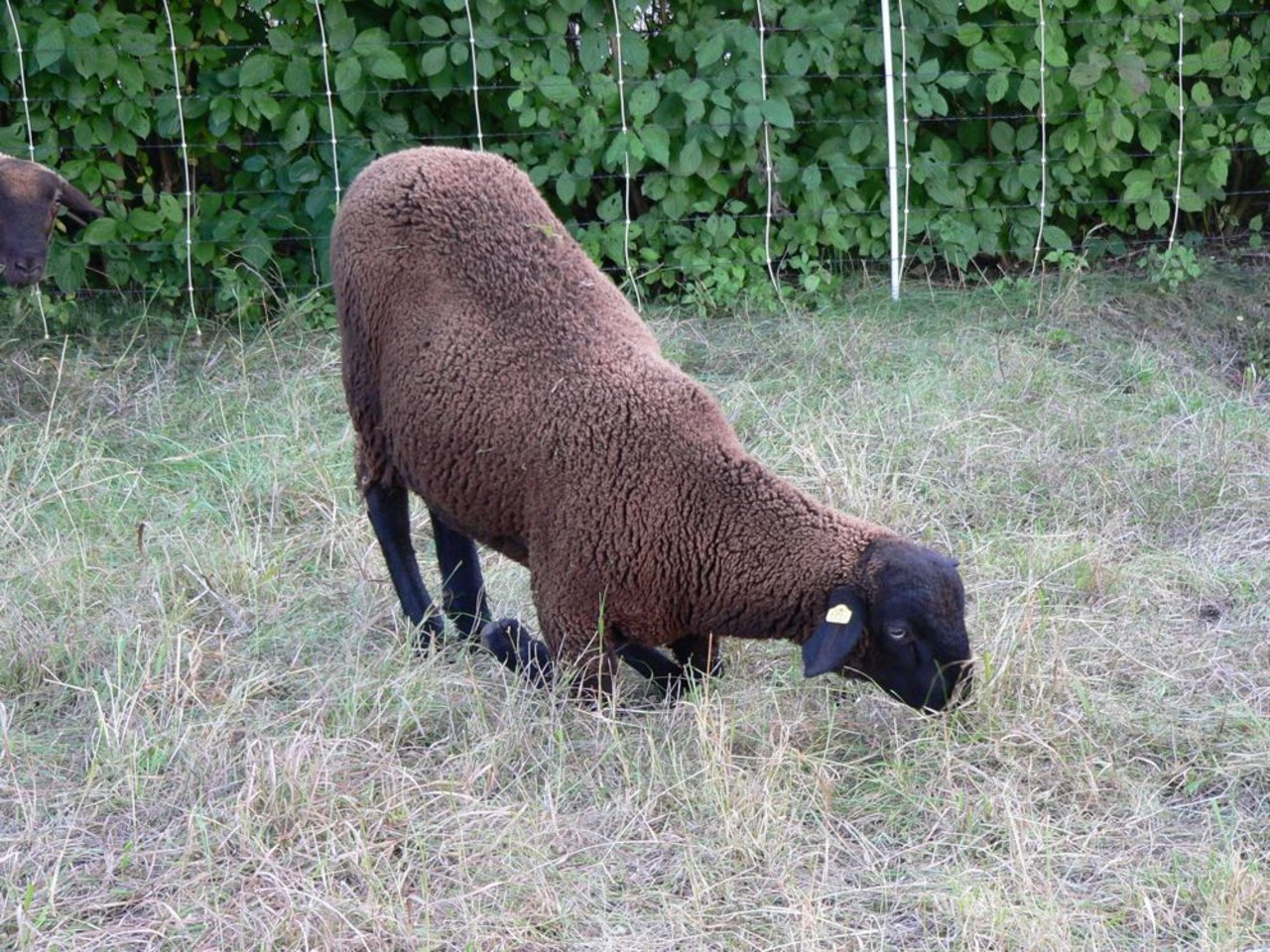 Kampf gegen die Moderhinke - bauernzeitung.ch | BauernZeitung