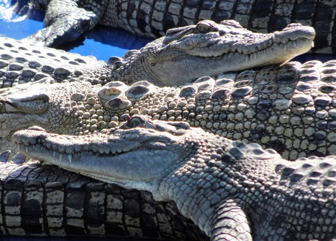 Australien: Krokodile in Fischfarm eingezäunt - bauernzeitung.ch ...
