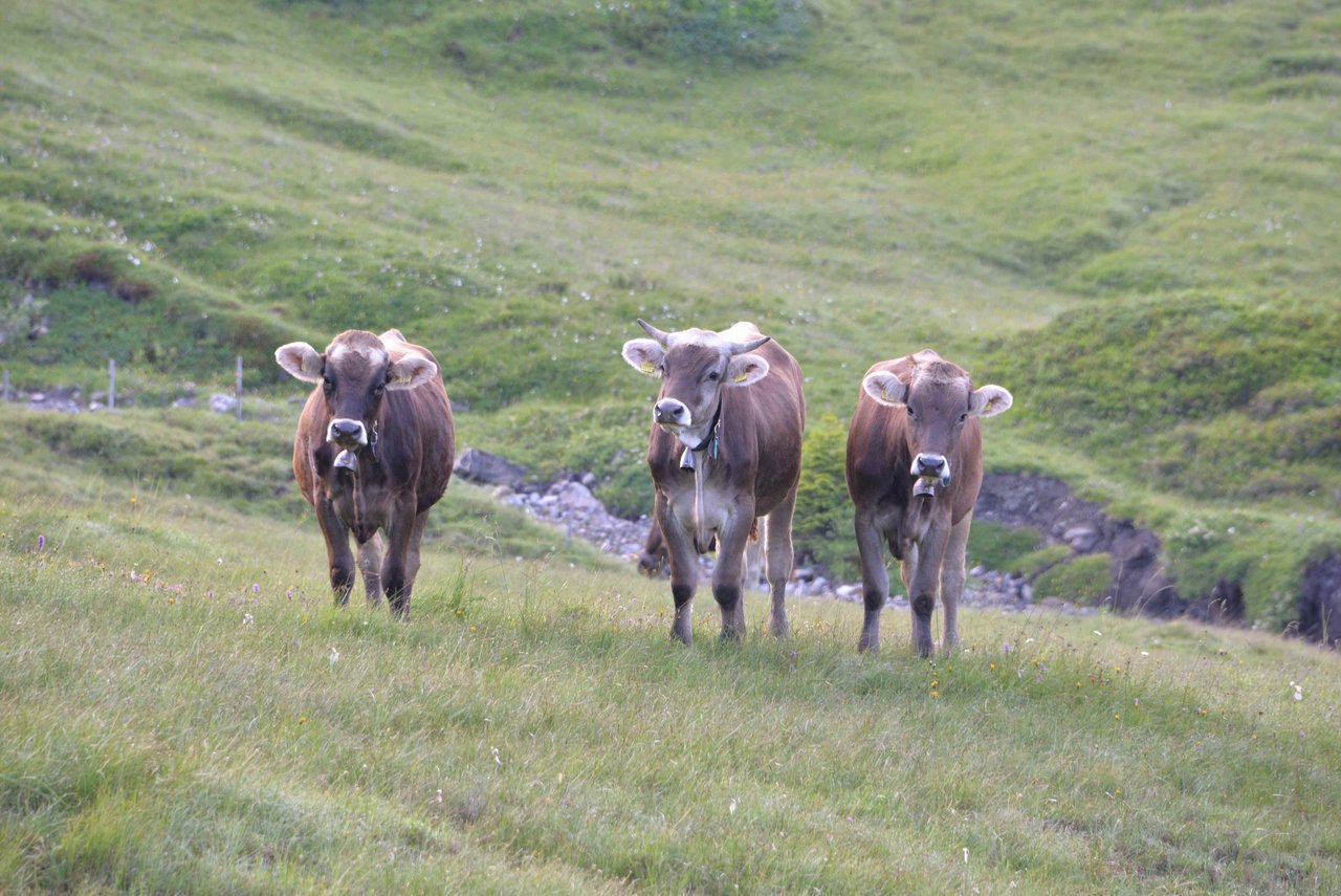 Blitz erschlägt 15 Kühe - bauernzeitung.ch | BauernZeitung