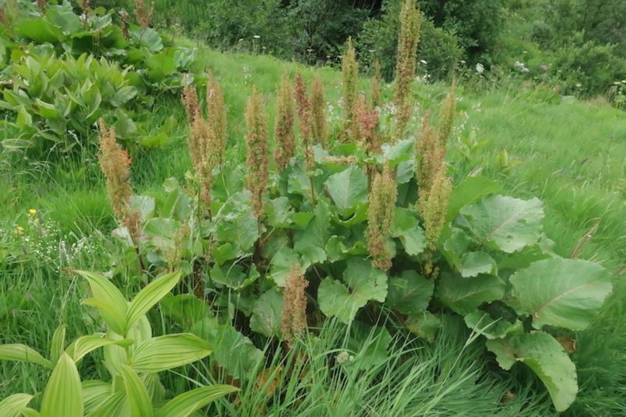 Blacken sollte man besser aufessen oder einstreichen, statt ausstechen ...