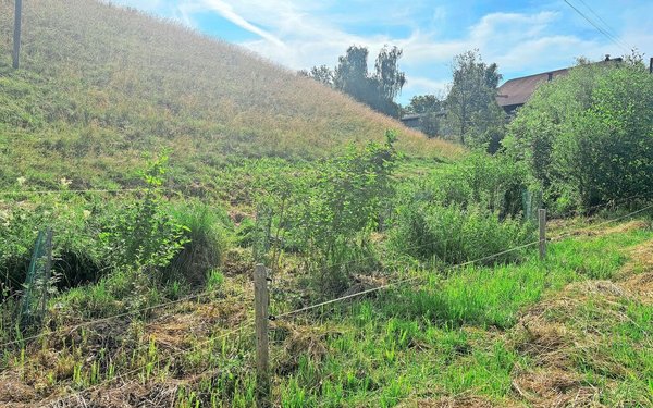 Dank guter Hilfe: So wurde die Hecke bei Bernhard Marschall gepflanzt ...