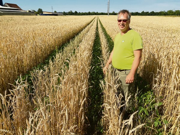 Soja und Weizen auf dem gleichen Feld: Relay Intercropping im Schweizer Ackerbau - bauernzeitung ...
