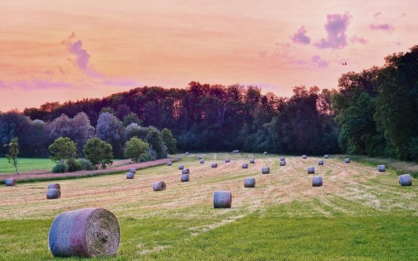 Schafskälte oder Sommerregen? Der Atlantik entscheidet über das Wetter - bauernzeitung.ch ...