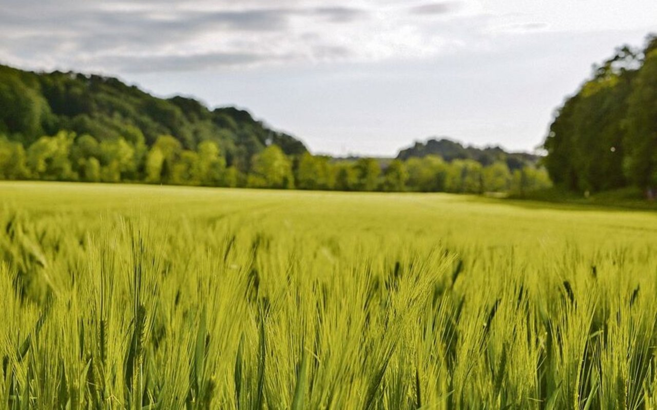 Braugerste ist knapp in Europa – die Preise ziehen an - bauernzeitung ...