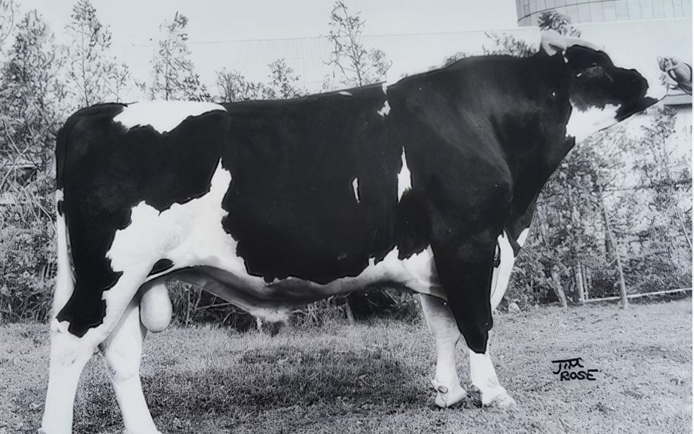 Niemand wollten den Stier Senator, doch später produzierte er eine ...