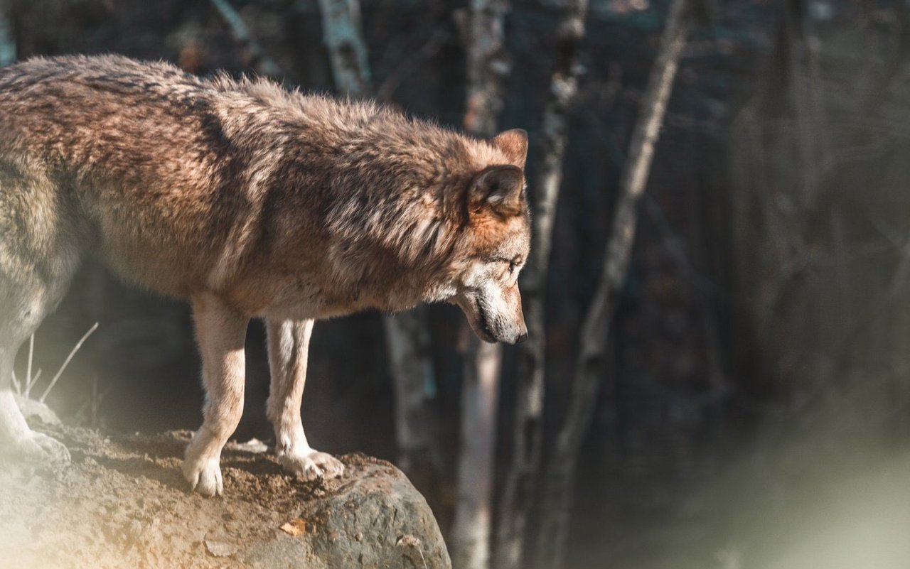 Graubünden hat ein weiteres neues Wolfsrudel - bauernzeitung.ch ...