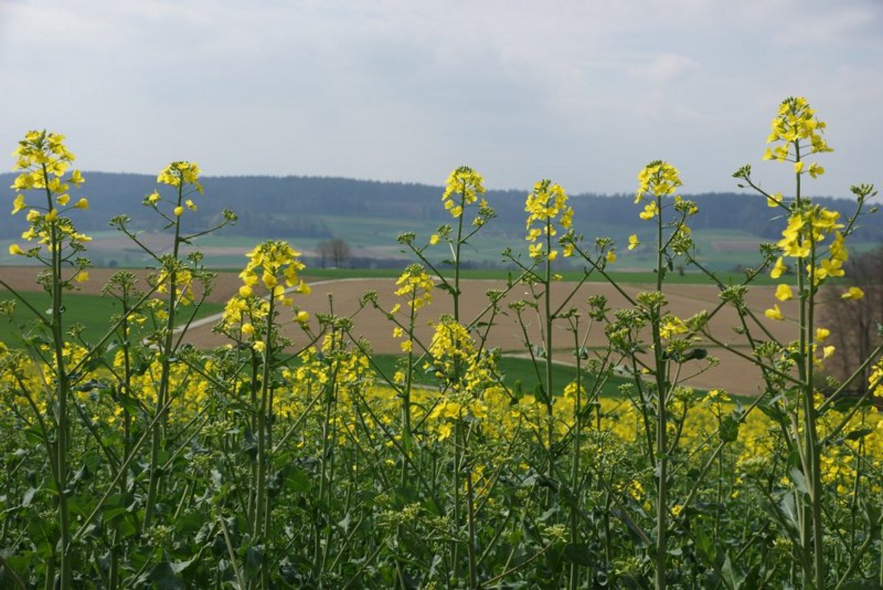Raps-Protein für menschliche Ernährung? - bauernzeitung.ch | BauernZeitung