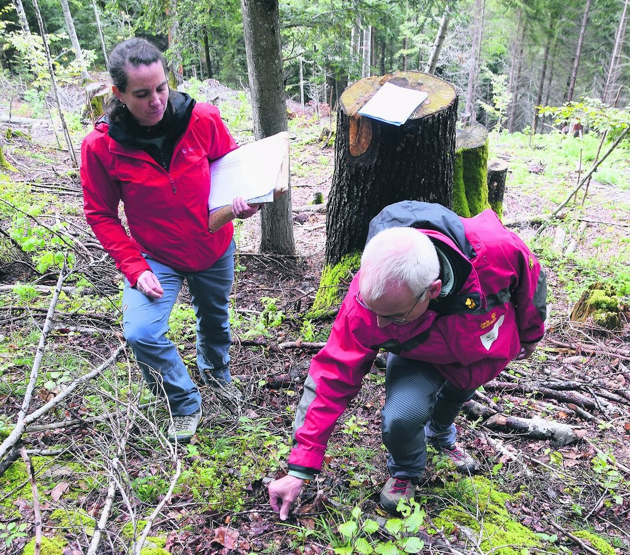 Hirsch und Reh setzen dem Berner Wald zu – ein Augenschein vor Ort ...