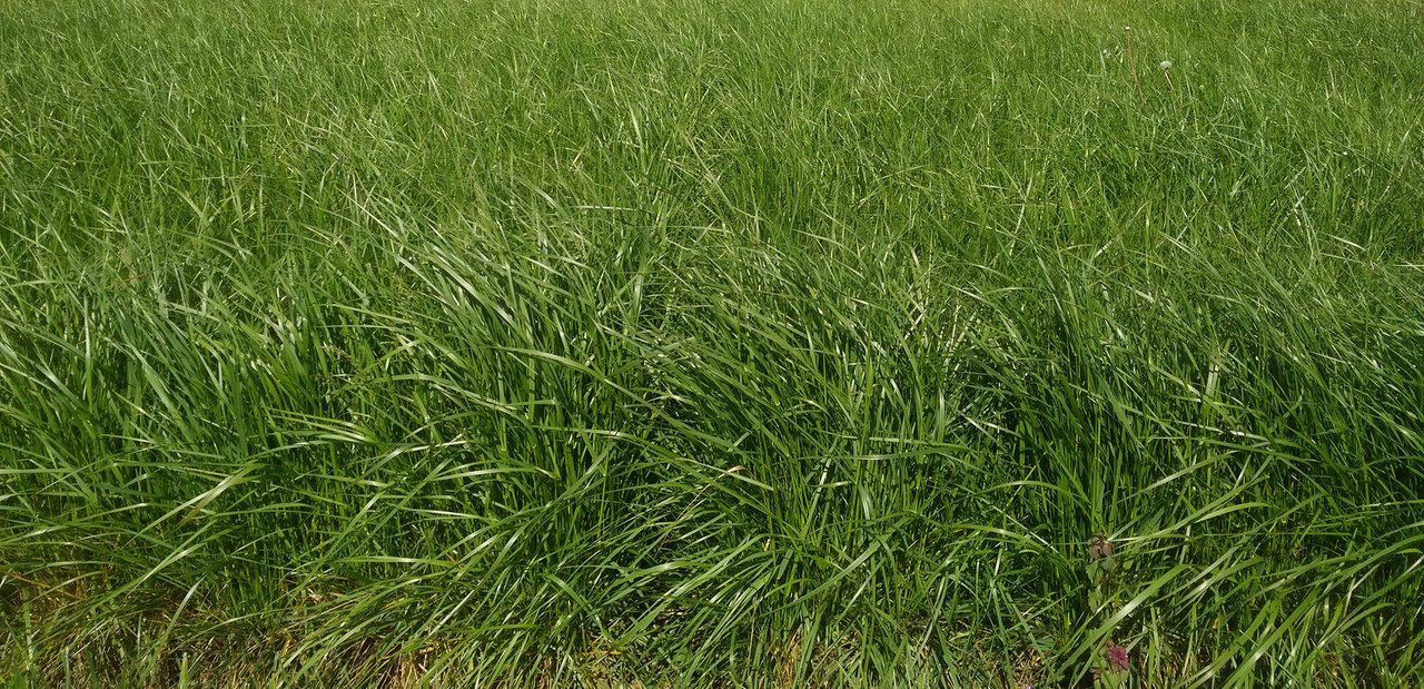 Verkanntes Futtergras: Agroscope empfiehlt zwei neue Rohrschwingel ...