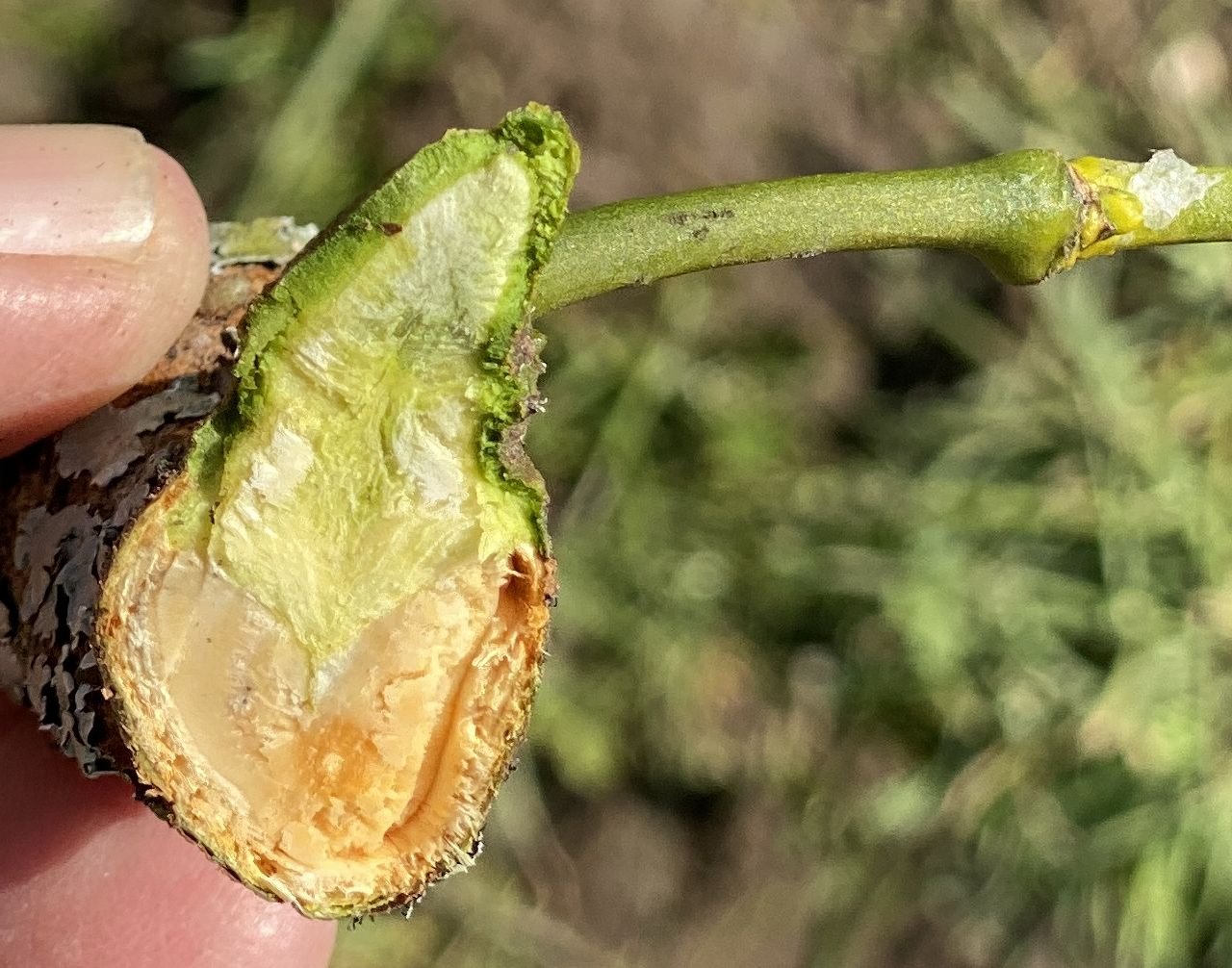 Mistelpflanze: Was macht den Schmarotzer gefährlich – etwas zu seiner ...