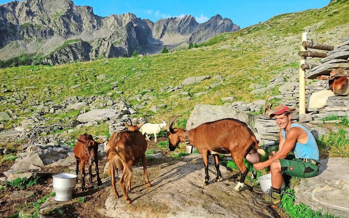 Älpler geben auf, Hirsche fliehen ins Tal – was ist los im Tessin ...