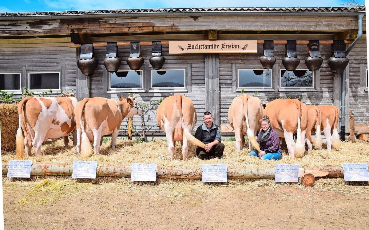 Diese Simmentaler bieten einen überwältigenden Anblick - bauernzeitung ...