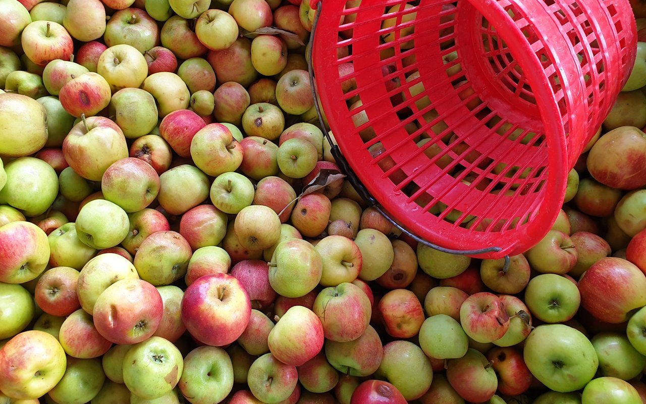 Wenig, dafür hochwertiger Obstsaft - bauernzeitung.ch | BauernZeitung