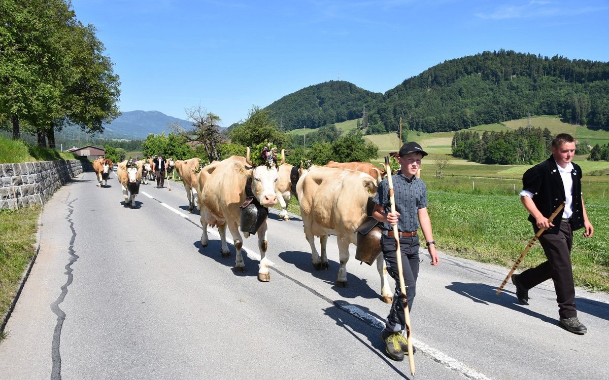 Ein Leben auf dem Berg: Der Alpaufzug in Reutigen ging unter die Haut ...