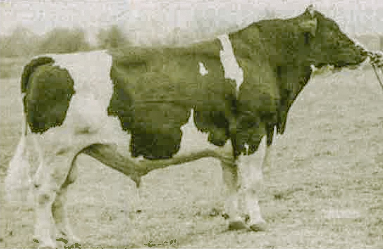Viehzucht: Giganten der Holsteinrasse – welche Stiere die Zuchtrichtung ...