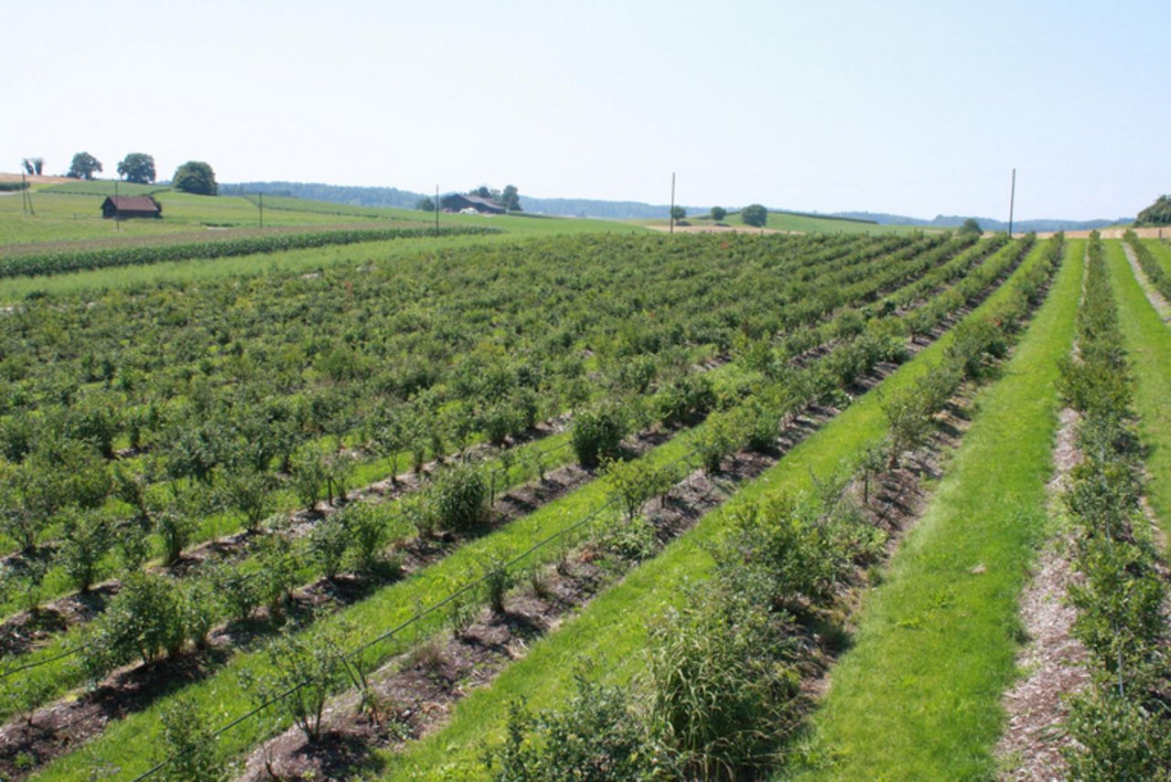 Heidelbeeren-Boom in Deutschland - bauernzeitung.ch | BauernZeitung