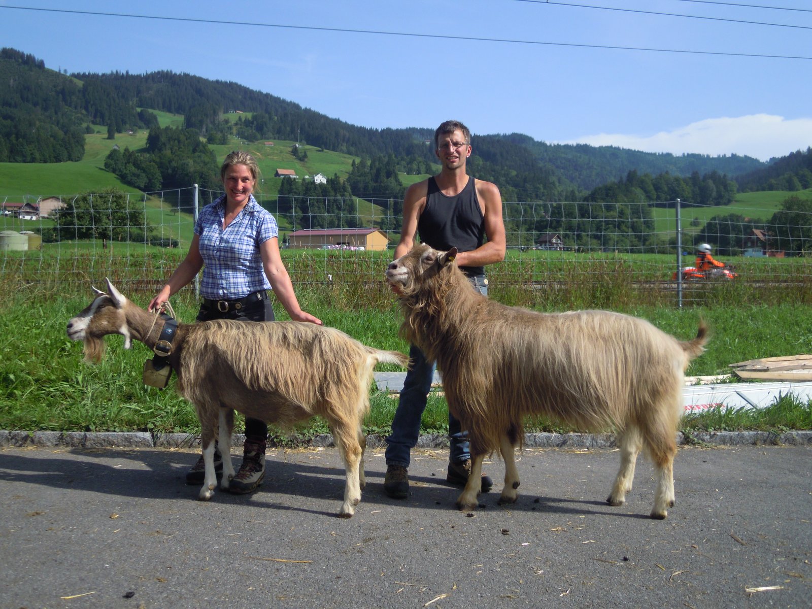 Togesa 2017: Grosser Zuchtfortschritt - bauernzeitung.ch | BauernZeitung