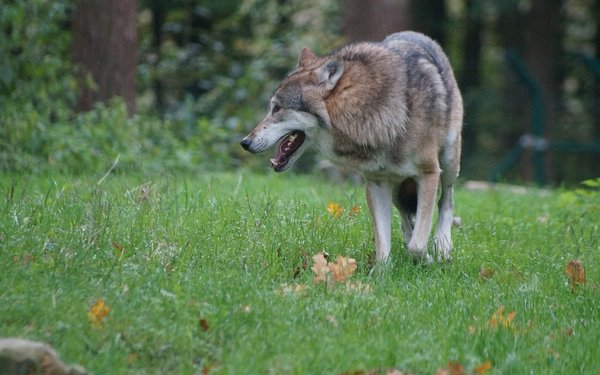 Bundesrat: «Basisregulation» von Wolfsrudeln und mehr Rassen für ...