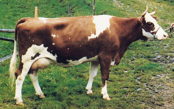 Eine Hommage an die Red-Holstein-Züchter zum Zweiten - bauernzeitung.ch ...