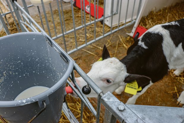 Zaubertrank für das Kalb: Kolostrum - bauernzeitung.ch | BauernZeitung