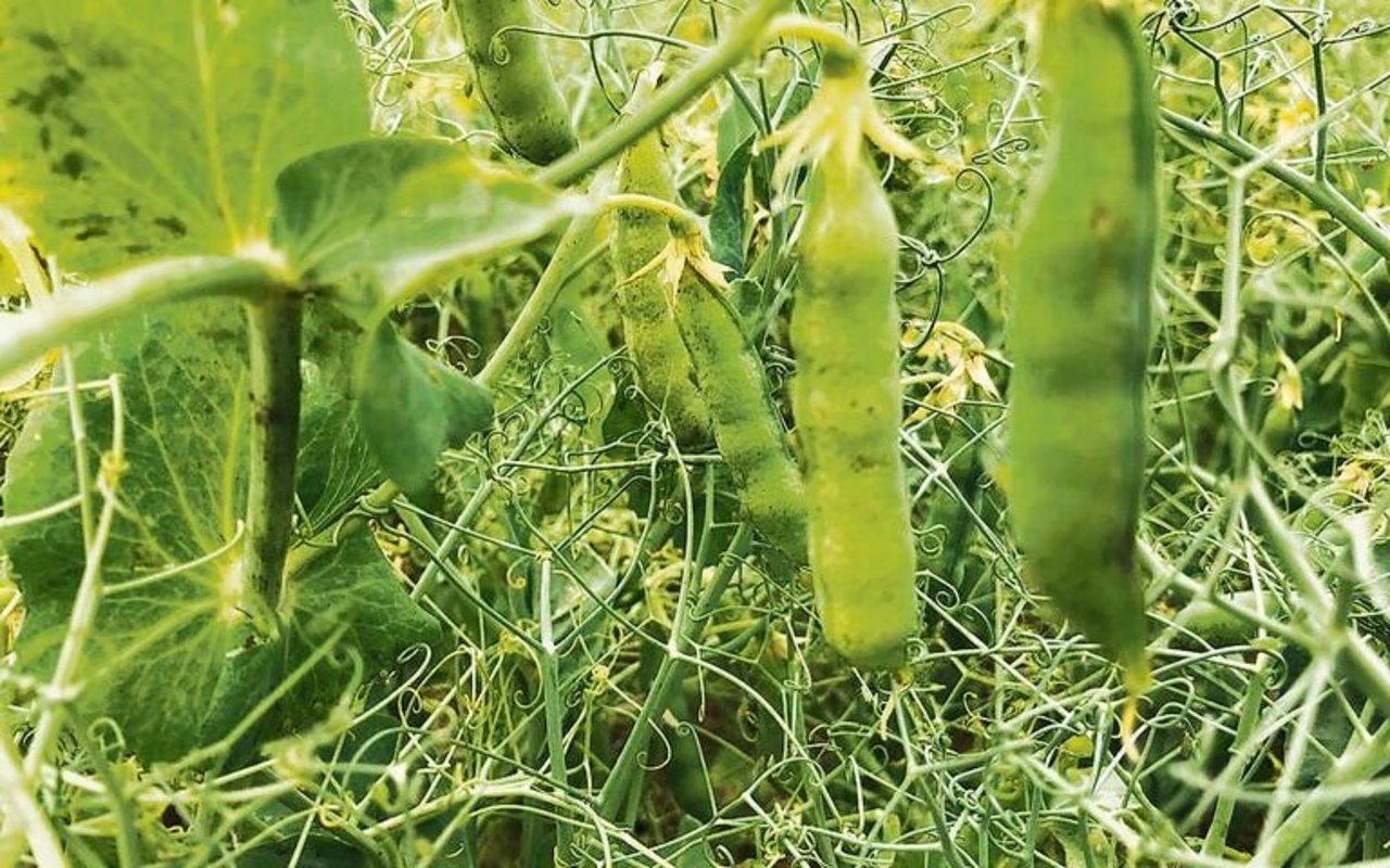 Simon Nyffenegger: «Ich bin froh, ist überhaupt etwas gewachsen» - bauernzeitung.ch | BauernZeitung