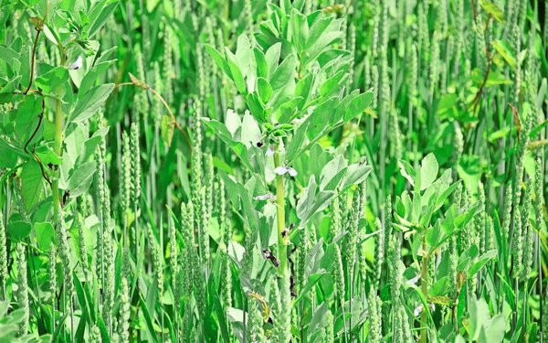 Ackerbohnen-Futterweizen-Mischkultur ausprobiert und improvisiert ...