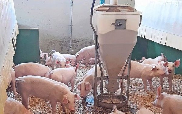 Brei oder Trockenfutter? Strategien für gesunde Ferkel - bauernzeitung ...