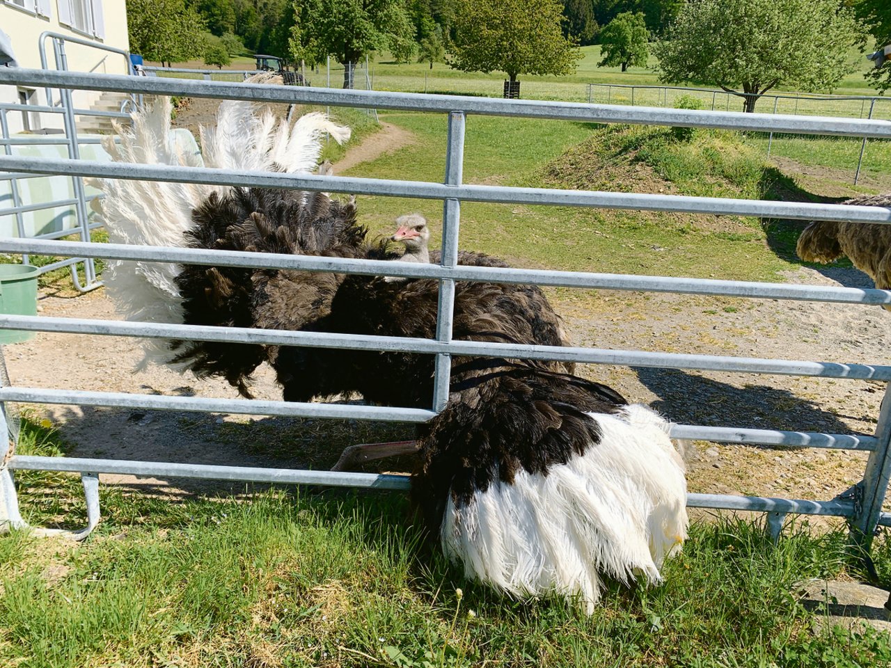 Die Freude über die ersten Strauss-Küken im Thurgau ist riesig ...