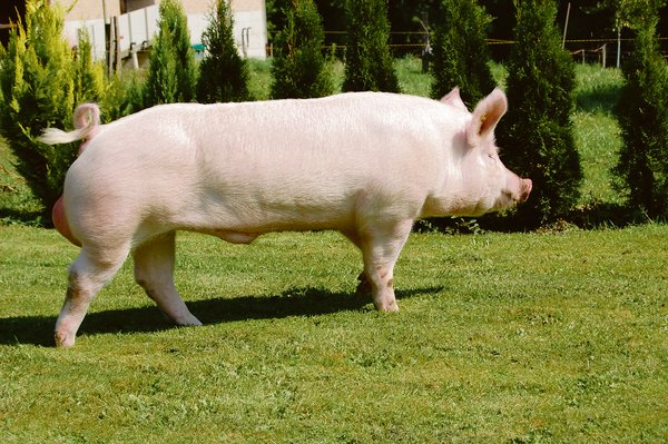 Premo-Schweine: Gestürm um die Darmverdrehung - bauernzeitung.ch ...