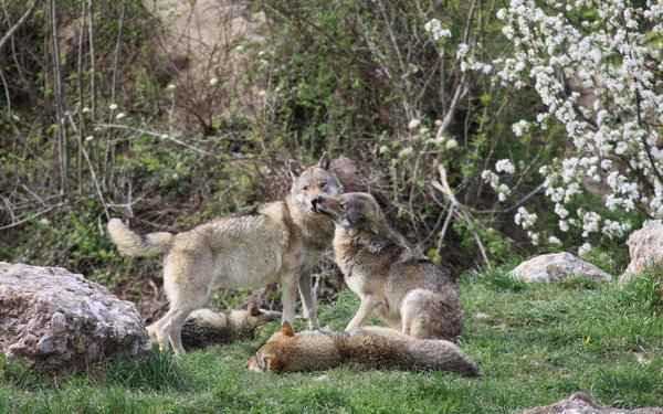 Das zweite Referendum gegen das Jagdgesetz ist gescheitert - bauernzeitung.ch | BauernZeitung