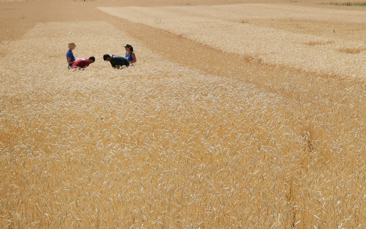 Die Brotweizensorte Molinera zeigte die stabilsten Proteinerträge ...