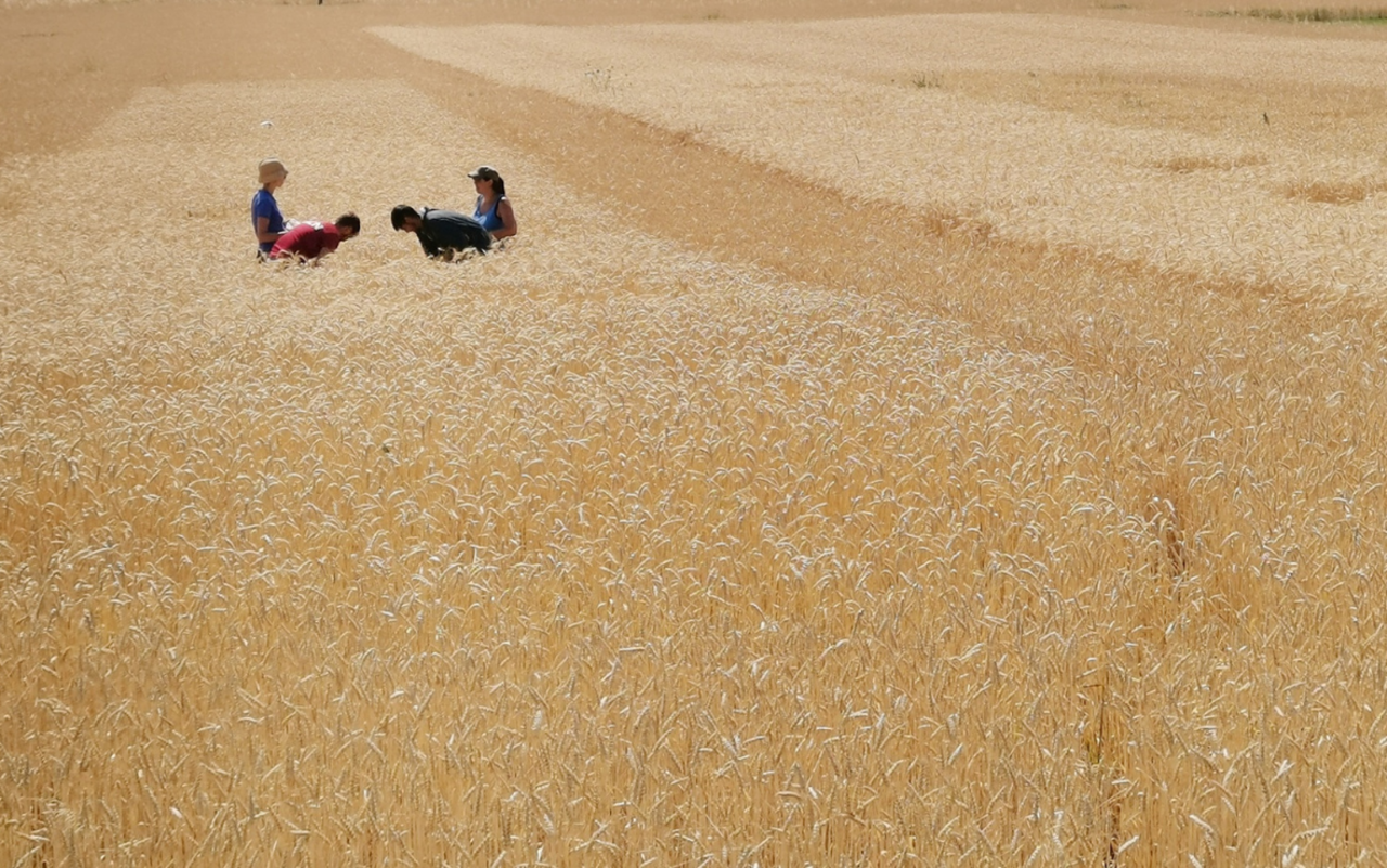 Die Brotweizensorte Molinera zeigte die stabilsten Proteinerträge ...